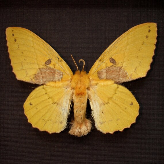 Yellow Moth