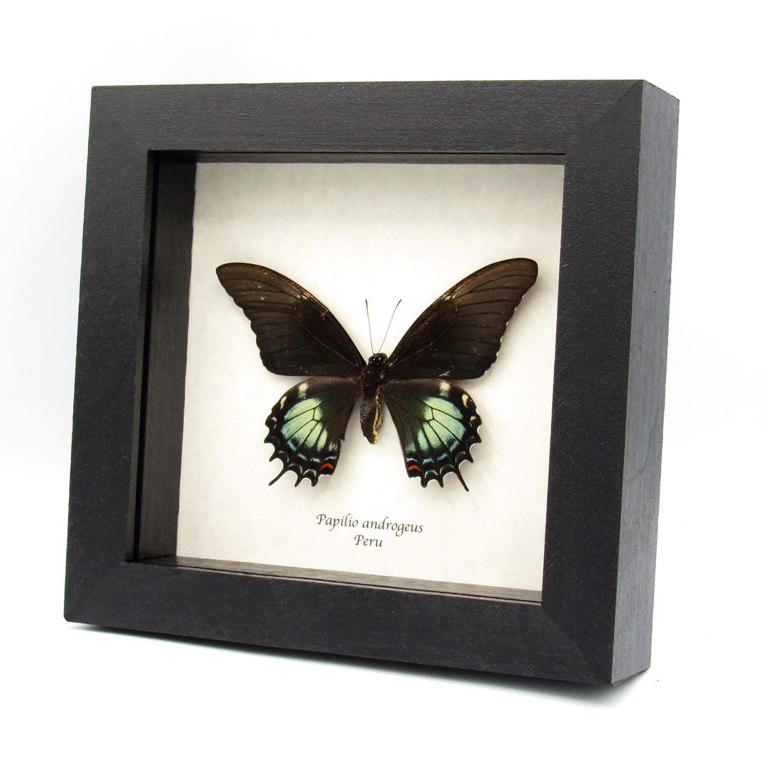 Rare Queen Swallowtail Butterfly Framed Taxidermy - Papilio Androgeus ...