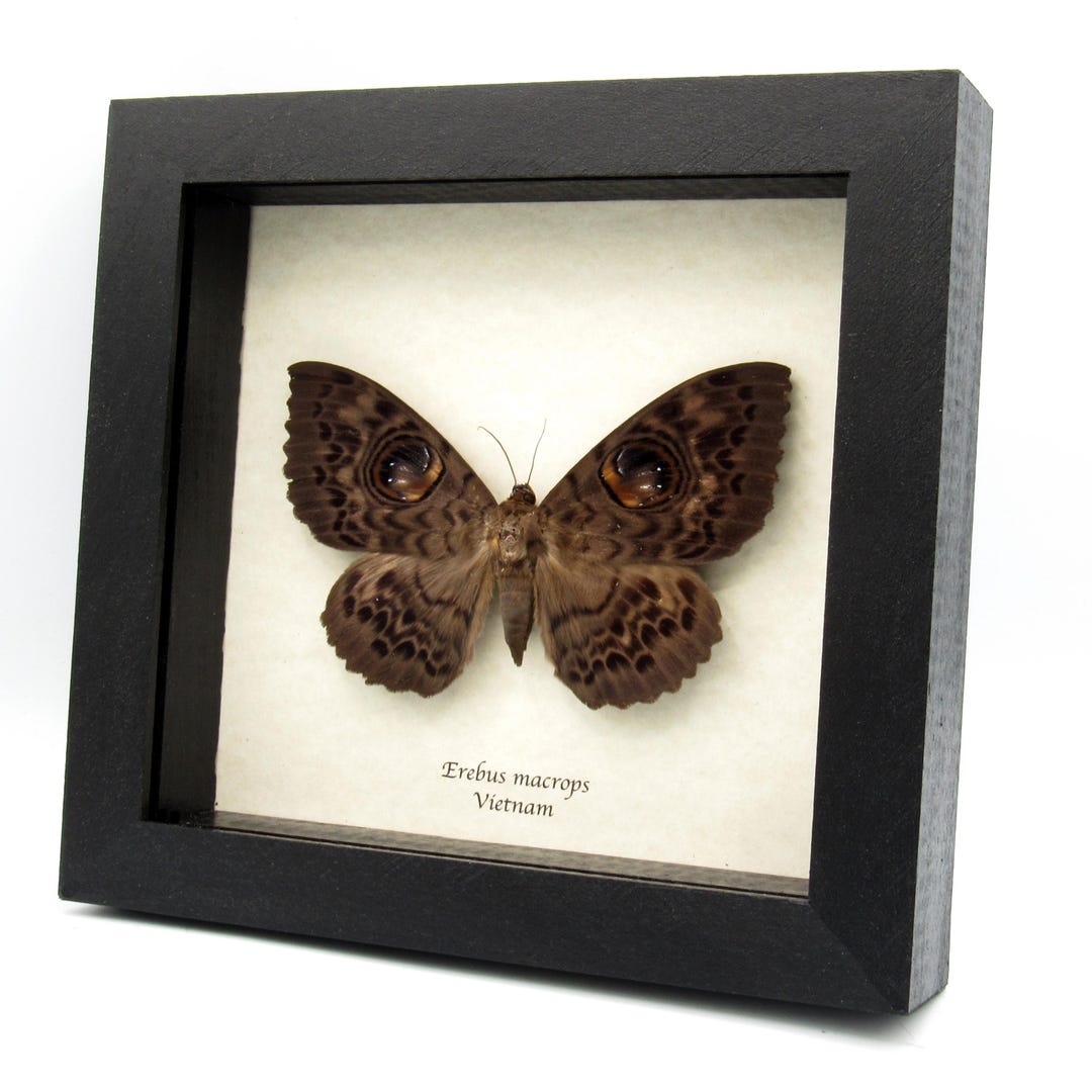 Real Giant Owl Moth Framed Taxidermy - Erebus Macrops - Female - Etsy