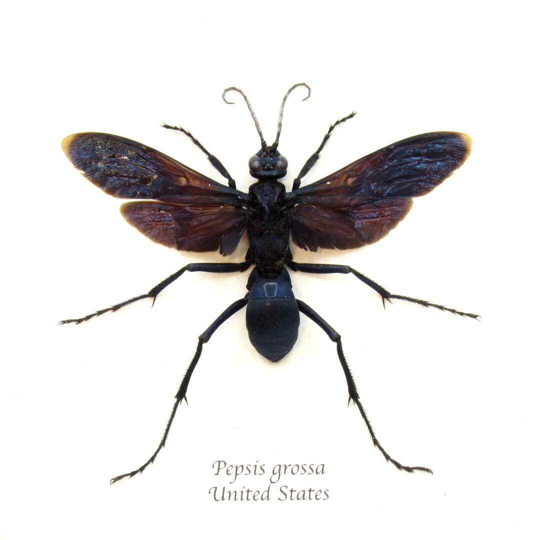 Real XL Tarantula Hawk Wasp Framed Taxidermy Pepsis Grossa Female - Etsy