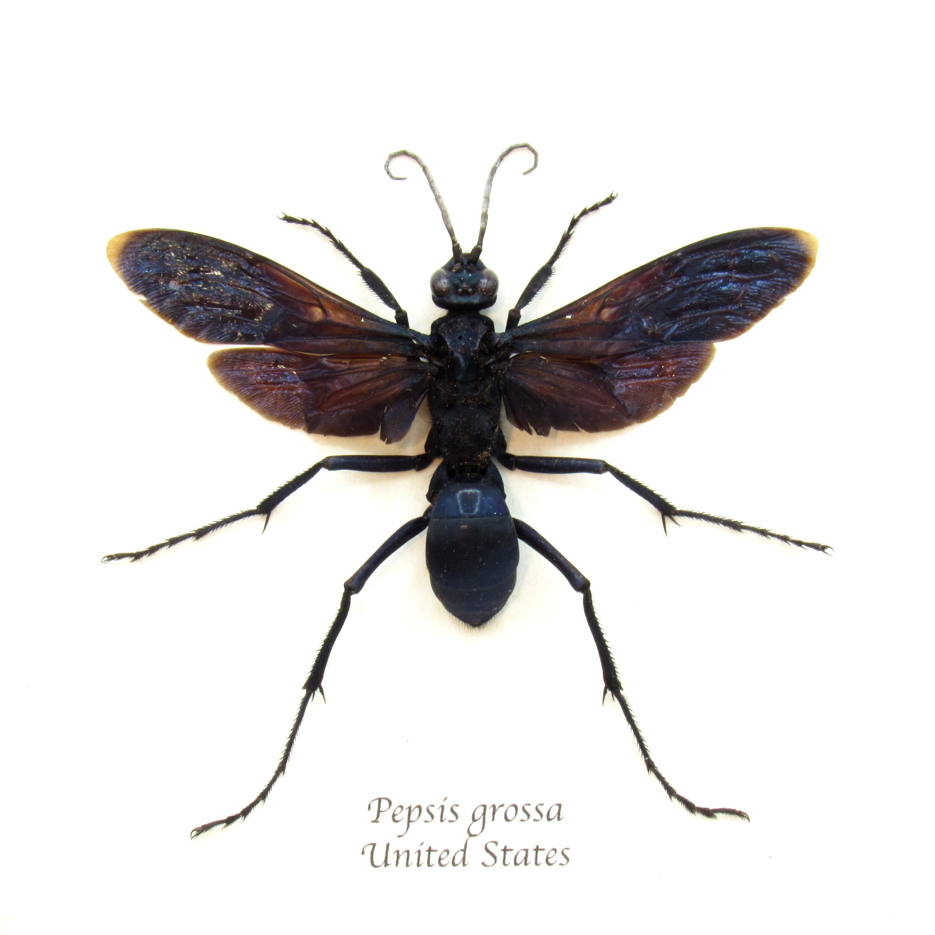 New Mexico State Insect Tarantula Hawk Size