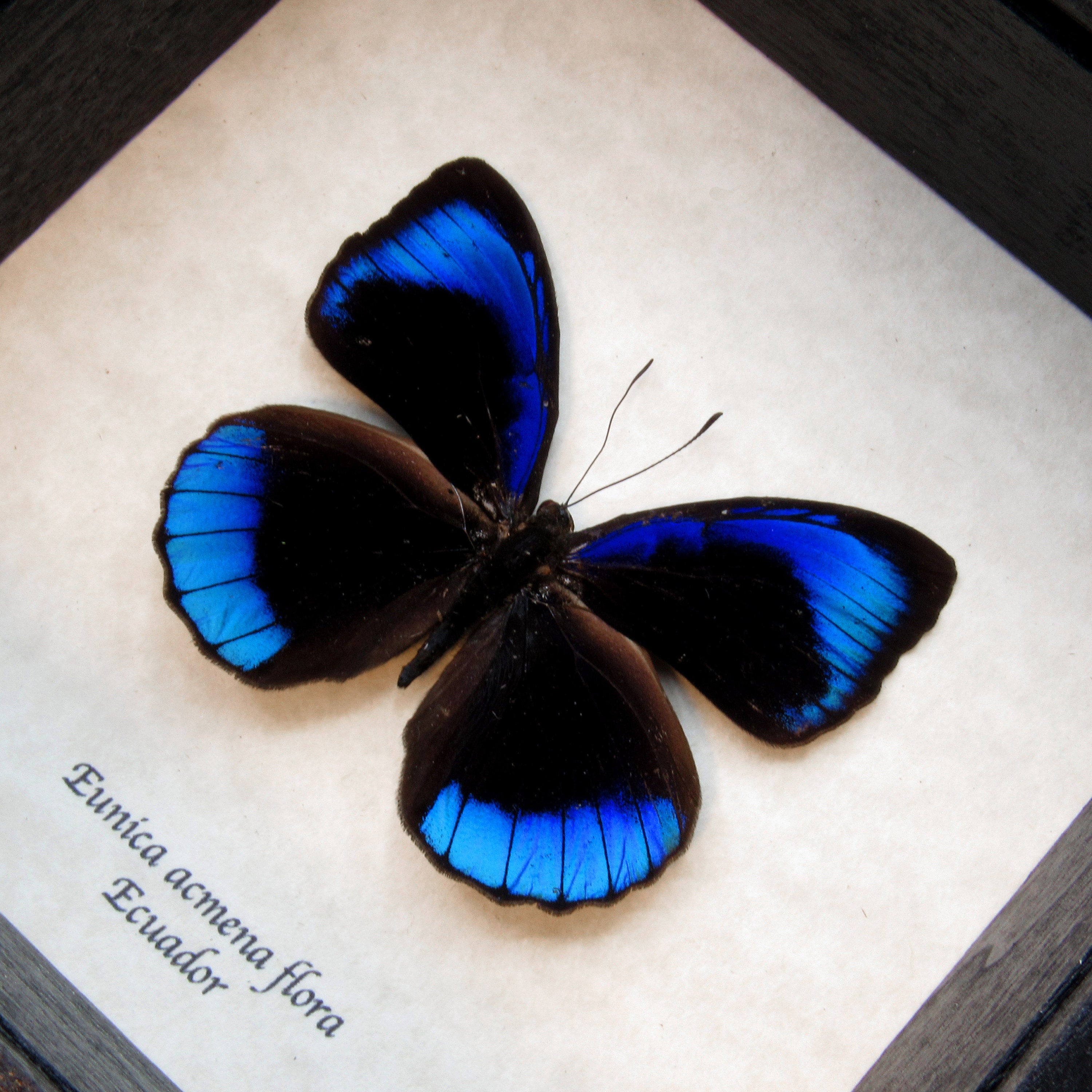 Real metallic blue butterfly framed Eunica acmena flora | Etsy