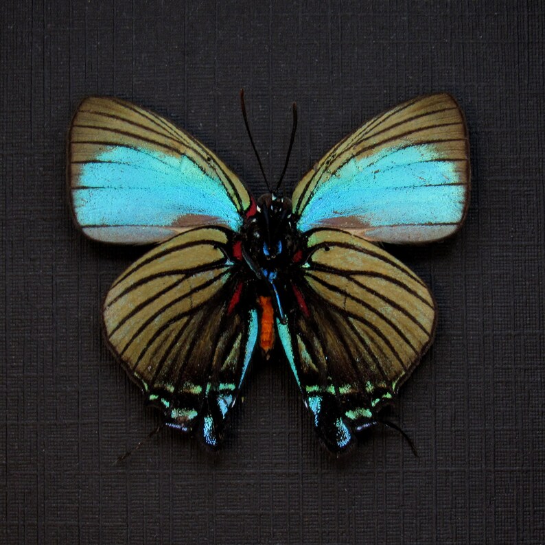 Real Rare Blue Hairstreak Butterfly Framed Taxidermy Atlides | Etsy