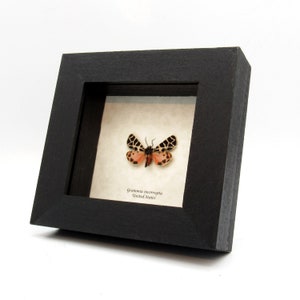 Rare Pink Tiger Moth Framed Taxidermy - Grammia Incorrupta - Etsy