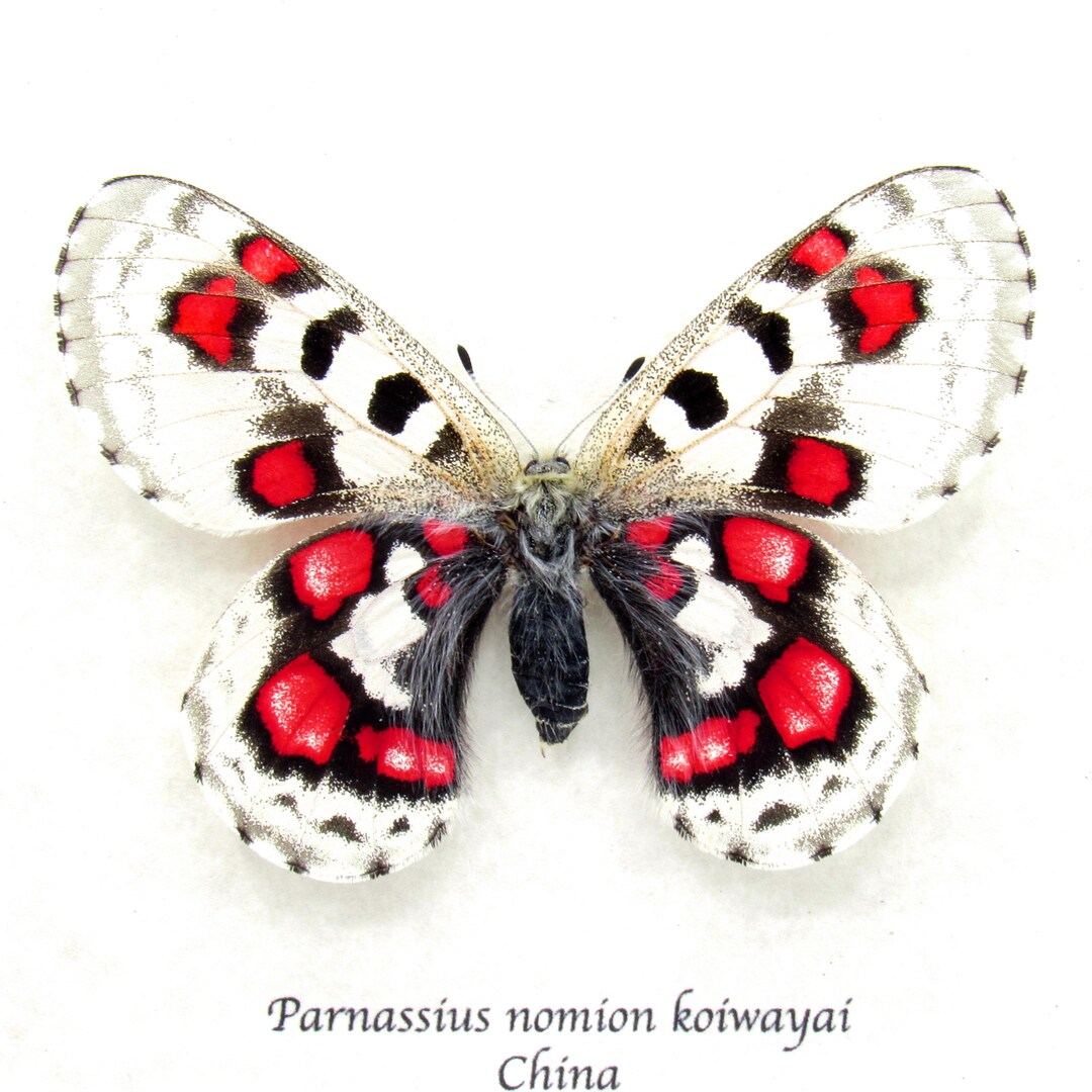 Very Rare Red Snow Apollo Butterfly Framed Specimen - Parnassius Nomion ...