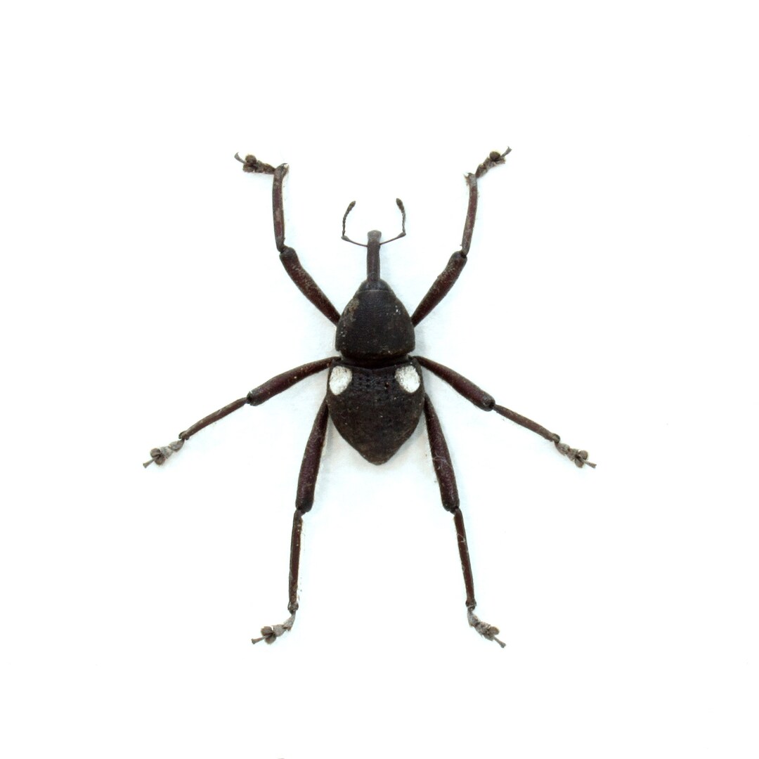 Rare Black Weevil Beetle Framed Taxidermy Arachnobas Papuana - Etsy