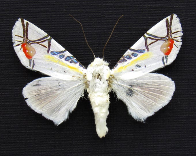 Rare Metallic Picasso Moth Framed Taxidermy - Baorisa Hieroglyphica - Etsy