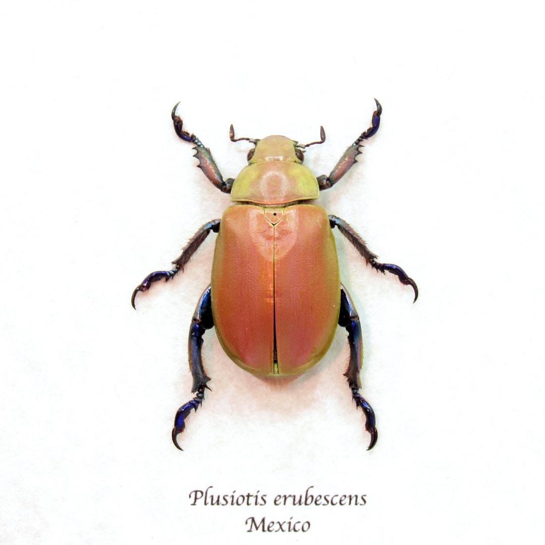 Very Rare Real Jewel Scarab Beetle Framed Taxidermy - Chrysina ...