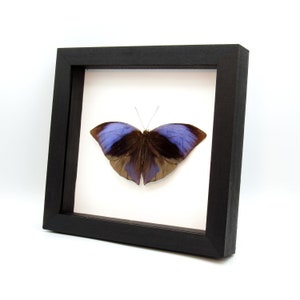 Real Purple Giant Saturn Butterfly Framed Taxidermy - Zeuxidia Aurelius ...