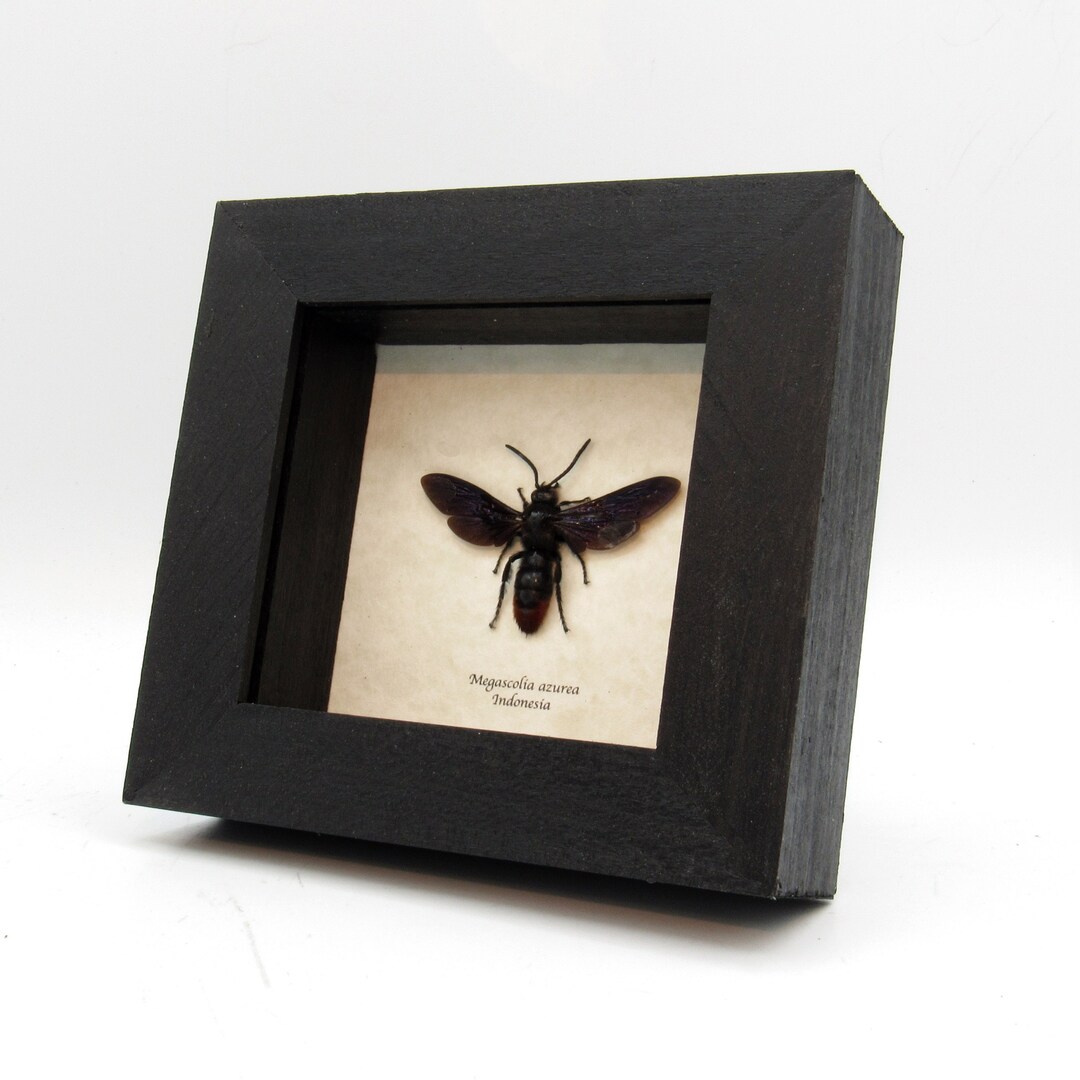 Real Giant Wasp Framed Taxidermy - Megascolia Azurea - Etsy