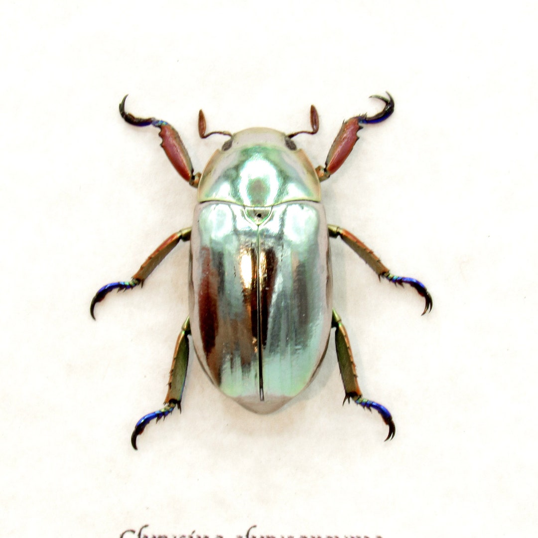 Rare Silver Jewel Beetle Framed Taxidermy Chrysina Chrysargyrea - Etsy