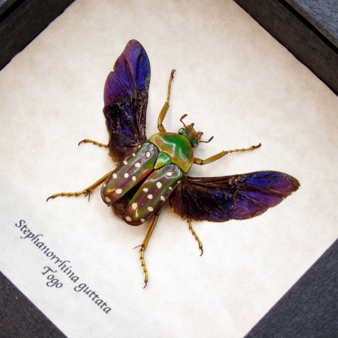 Real purple Polka Dot Scarab Beetle framed Stephanorrhina | Etsy