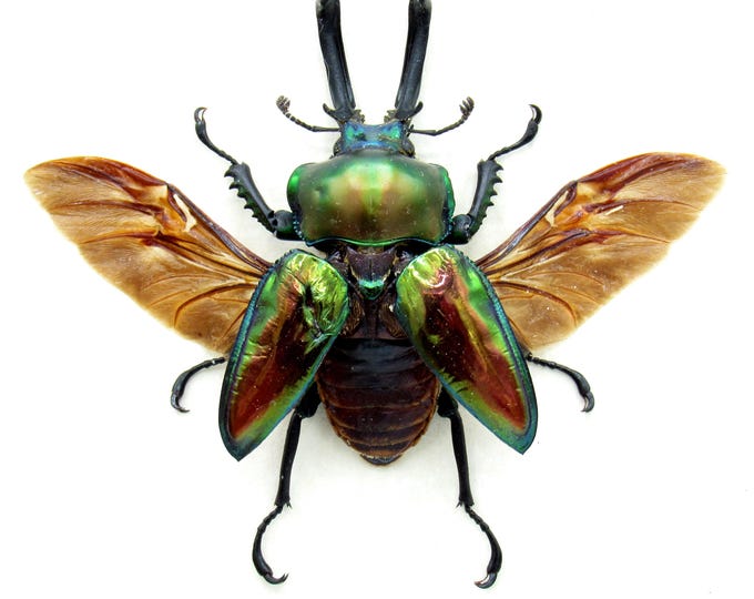 Real Green Stag Beetle Framed Taxidermy Lamprima Adolphinae Large - Etsy