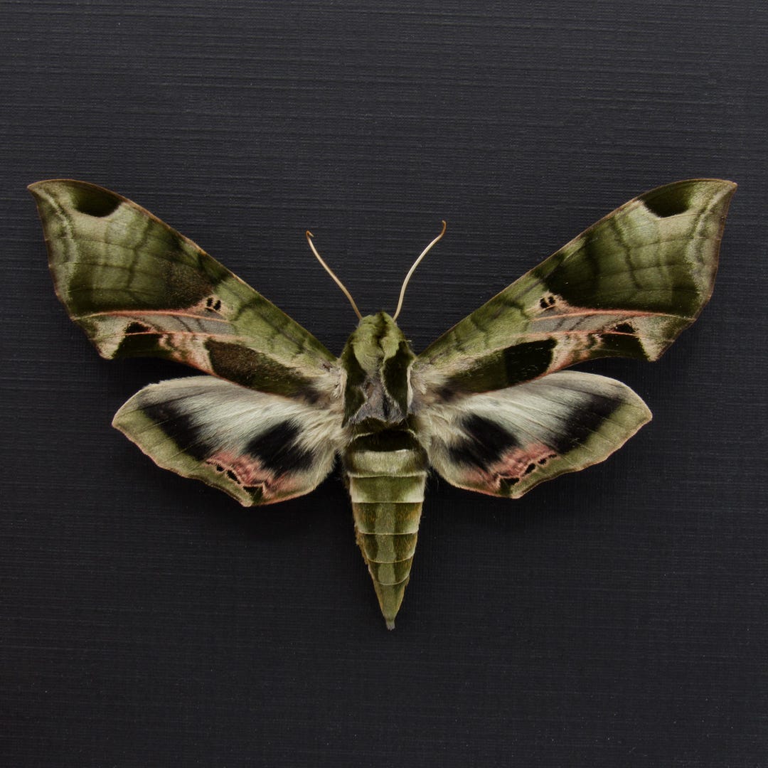 Real Pandora Sphinx Moth Framed Taxidermy - Eumorpha Pandorus - XL ...
