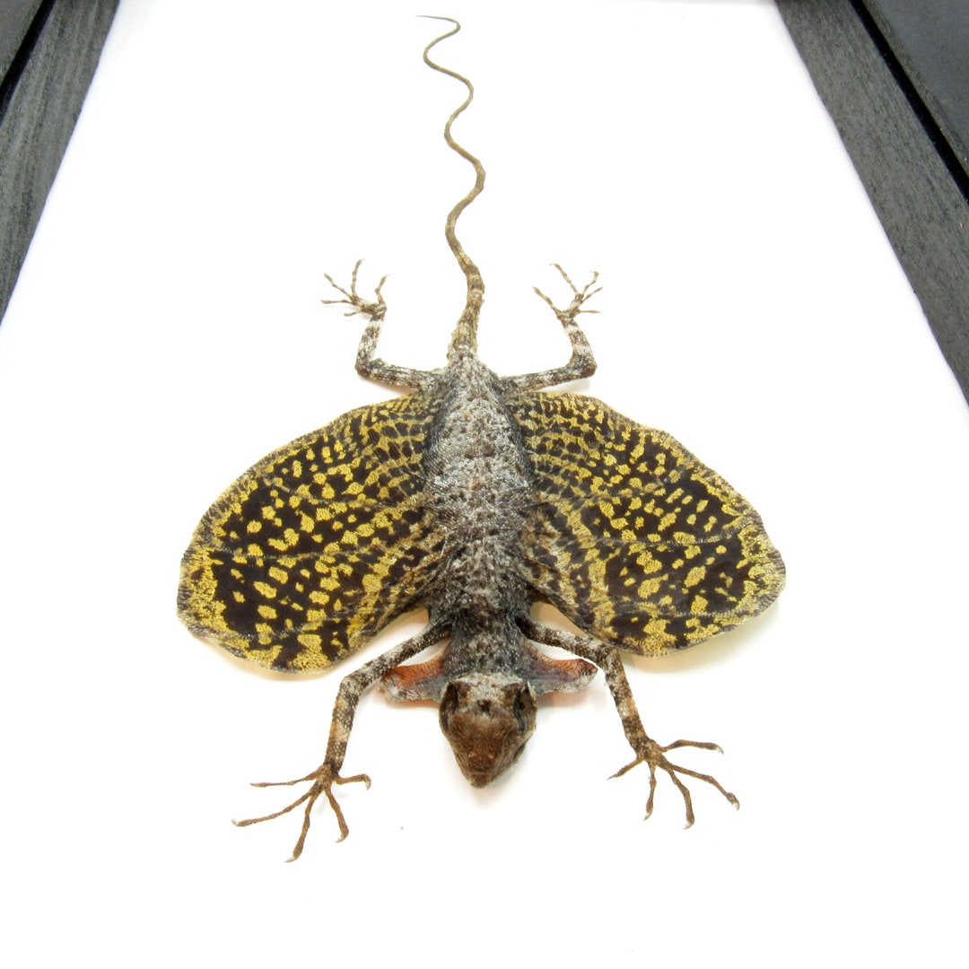 Real Flying Dragon Lizard Framed Taxidermy - Draco Volans Volans - Etsy