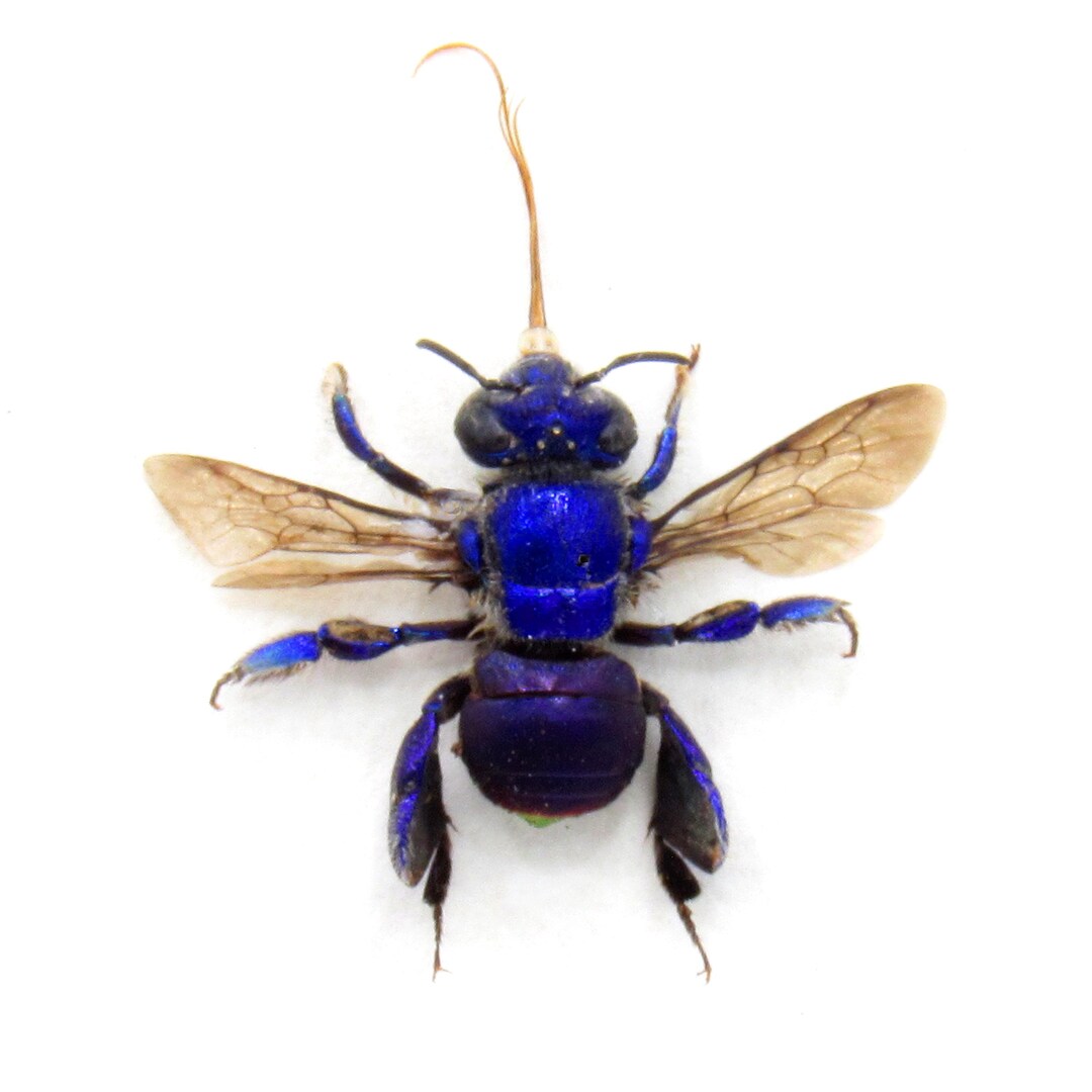 Rare Purple Orchid Bee Framed Taxidermy - Euglossa Species - Extended ...