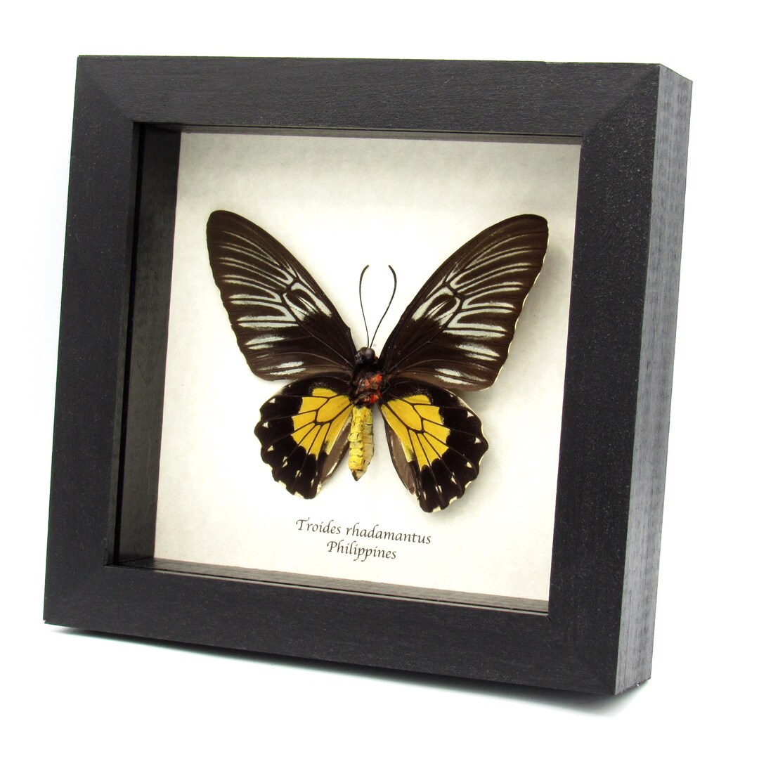 Large Yellow Birdwing Butterfly Framed Taxidermy - Troides Rhadamantus ...
