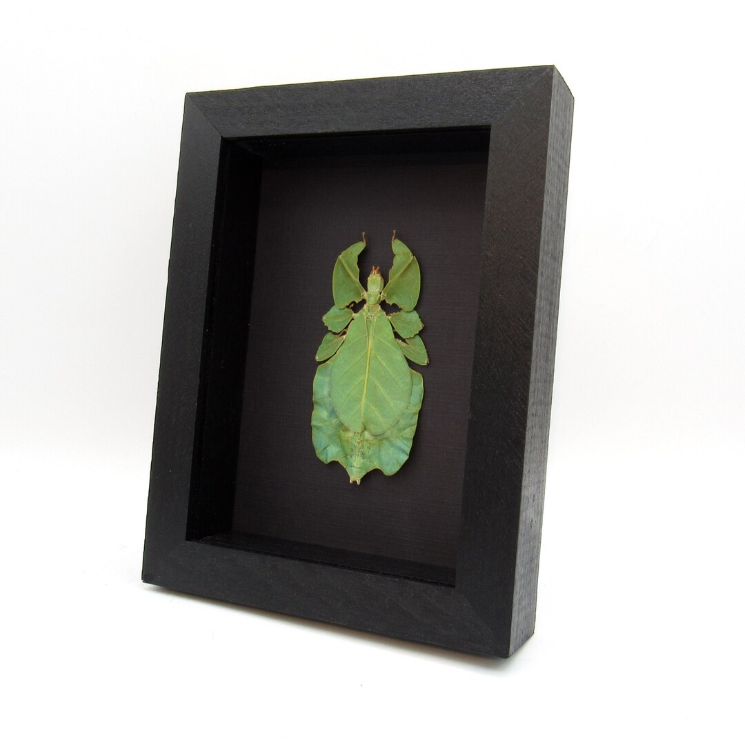 Real Green Leaf Insect Framed Taxidermy - Phyllium Pulchrifolium - Etsy
