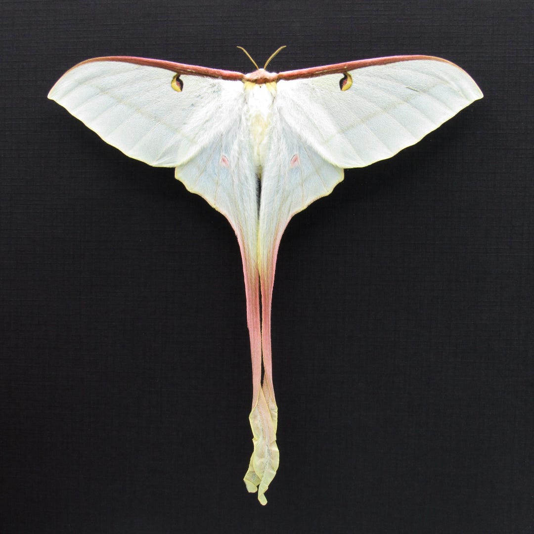 Rare XL Chinese Moon Moth Framed - Actias Dubernardi - Female ...
