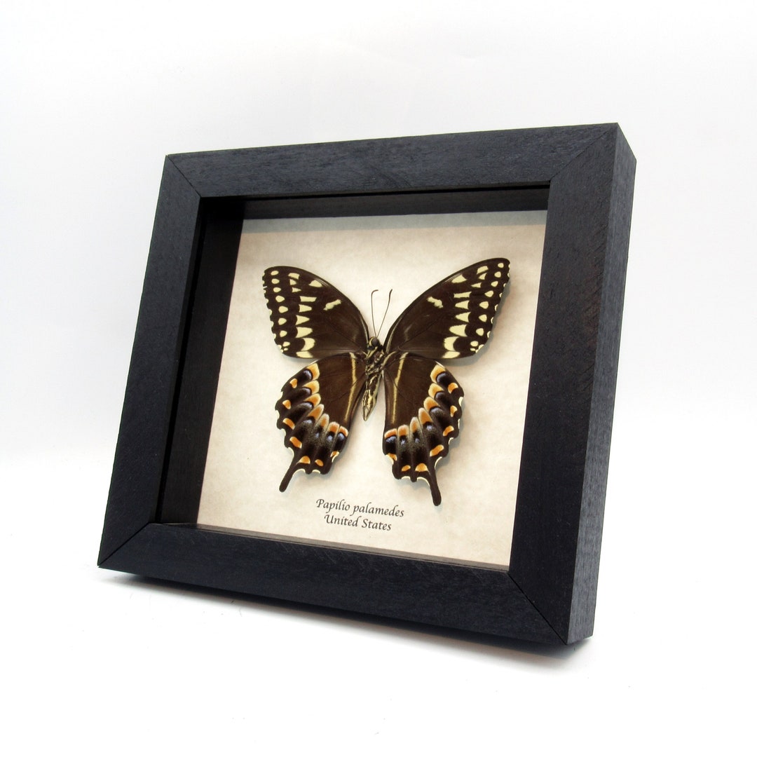 Real Laurel Swallowtail Butterfly Framed Taxidermy - Papilio Palamedes ...