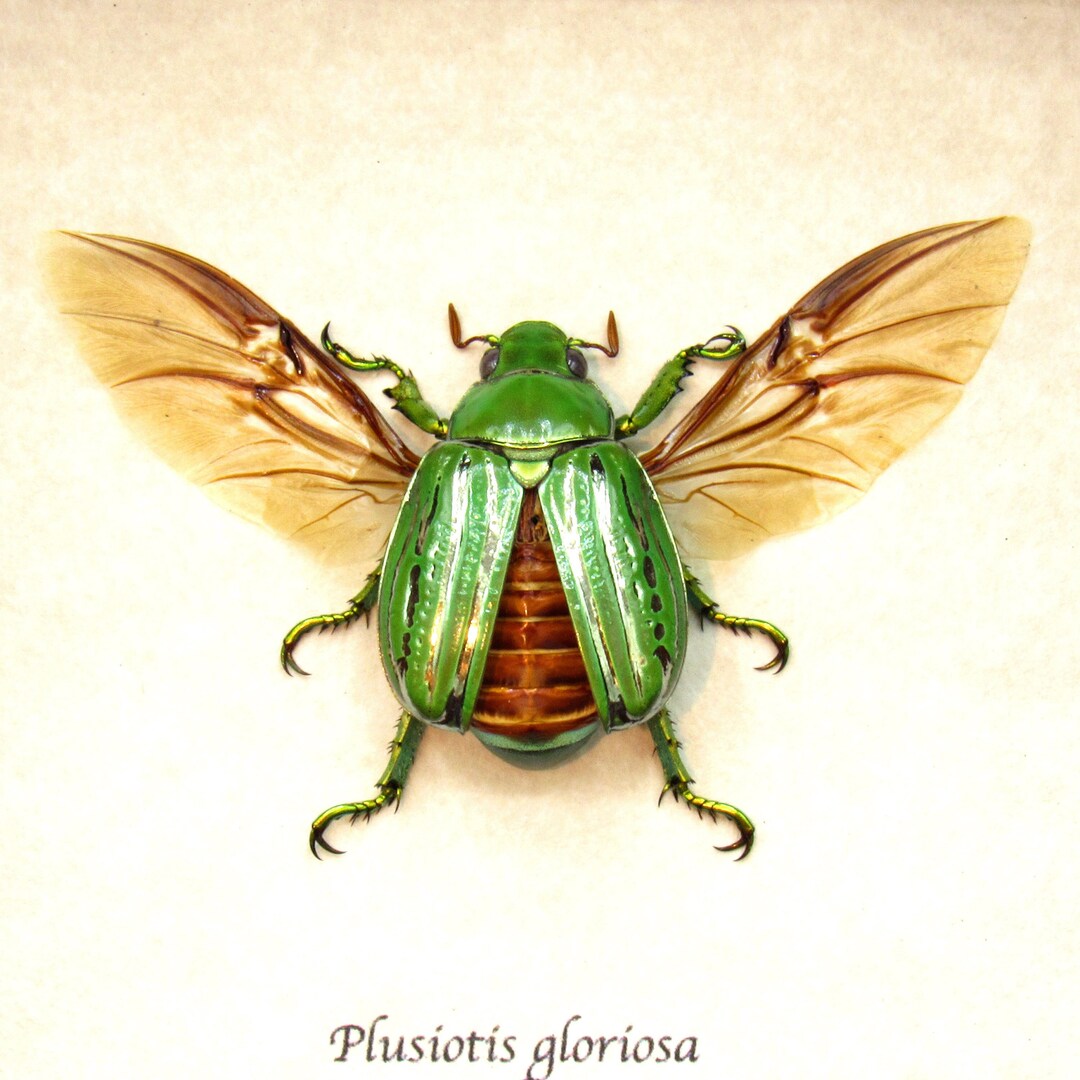 Real Metallic Gold Jewel Beetle Framed Taxidermy - Plusiotis (chrysina ...