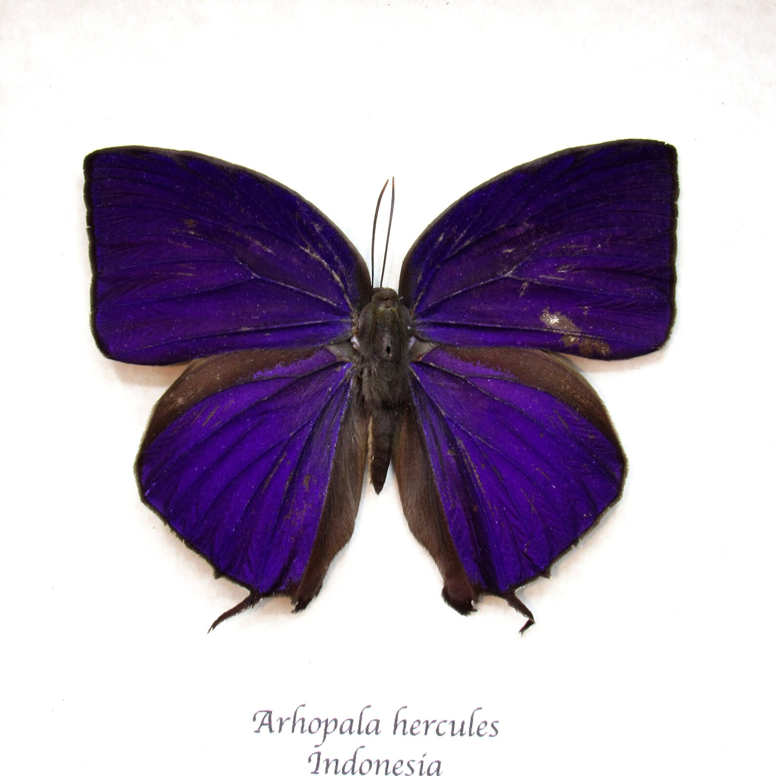 Real Purple Metallic Butterfly Framed Taxidermy Arhopala - Etsy