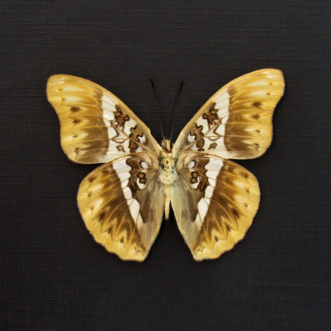 Real Herminia Glider Butterfly Framed Taxidermy - Cymothoe Herminia - Etsy