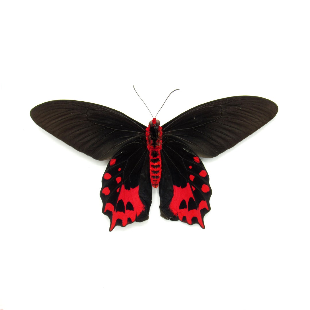 Real Vampire Butterfly Framed Taxidermy Victorian Mount - Etsy