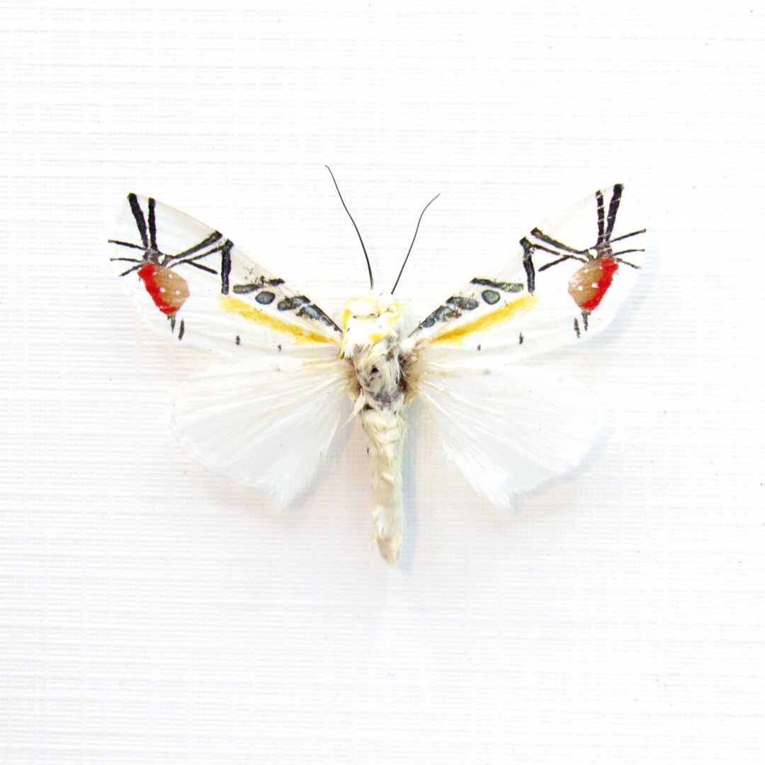 Rare Metallic Picasso Moth Framed Taxidermy Baorisa Hieroglyphica - Etsy