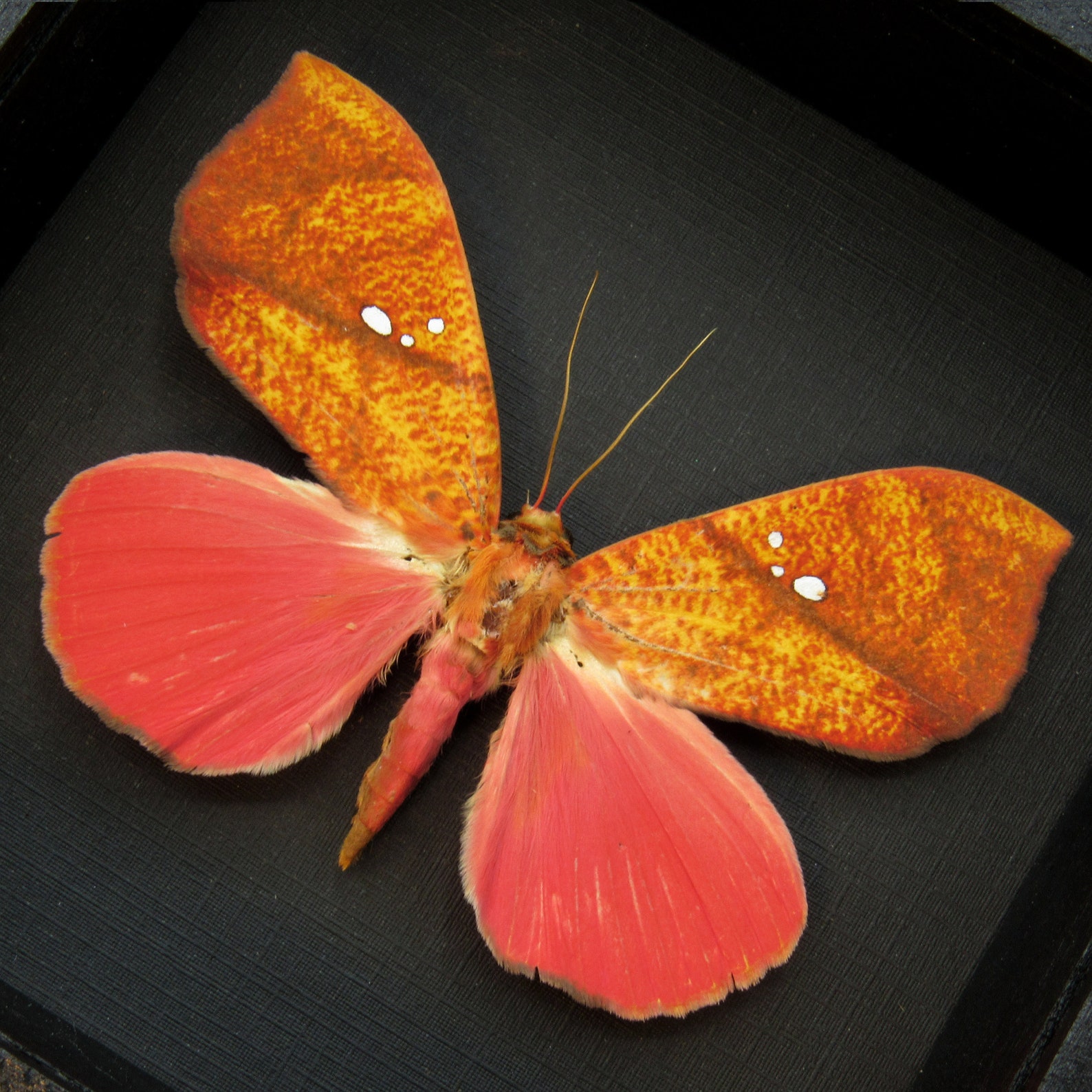 Rare hot pink fruit sucking moth framed Miniodes discolor | Etsy