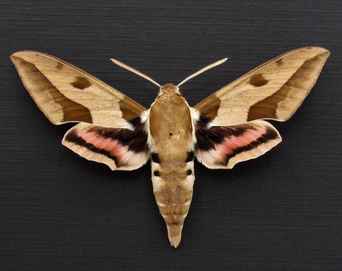 Real Mediterranean Hawk Moth Framed Taxidermy - Hyles Nicaea - Large ...