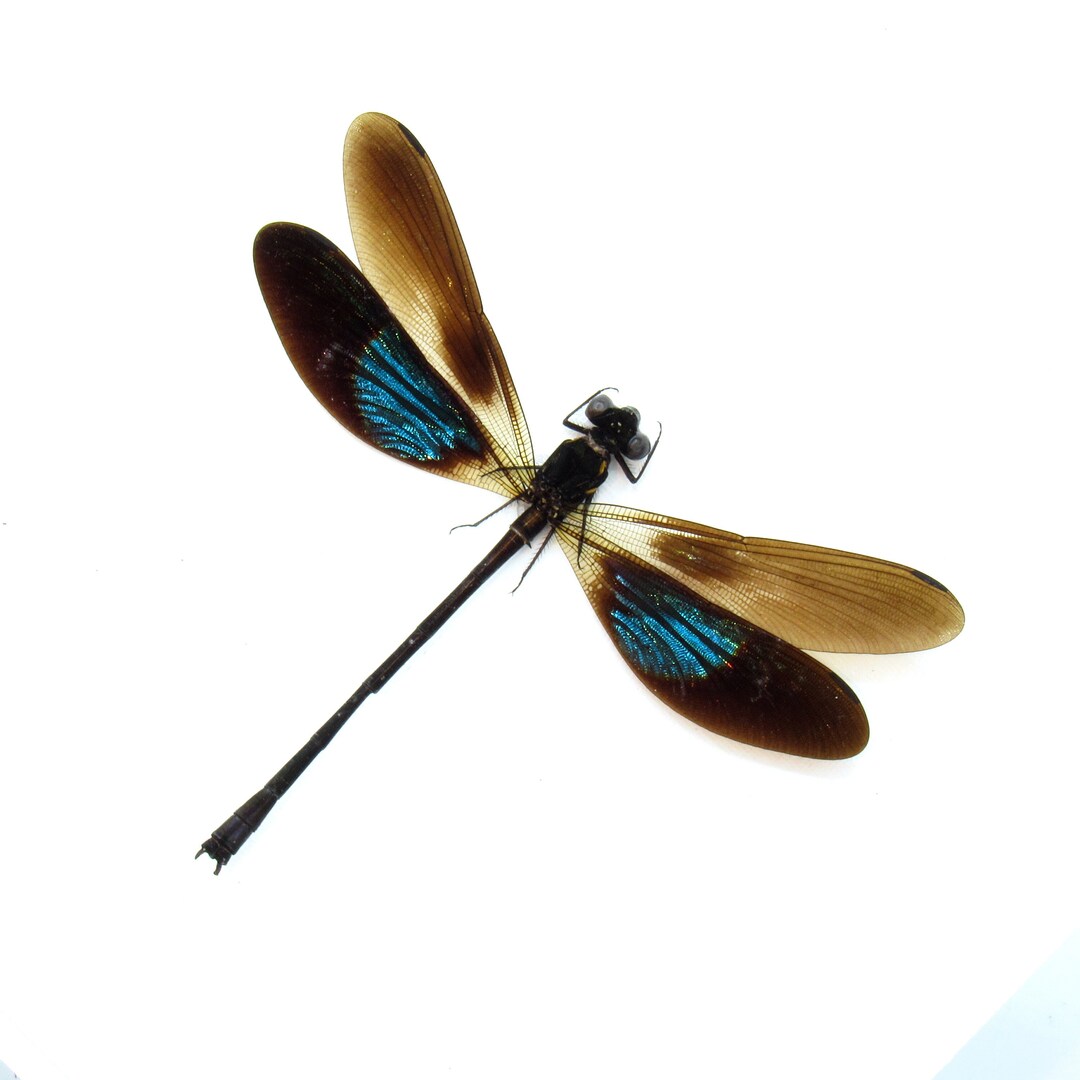 Real Framed Metallic Dragonfly Taxidermy - Euphaea Variegata - Etsy Canada