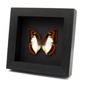 Rare Flame Bordered Charaxes Butterfly Framed Taxidermy - Charaxes ...