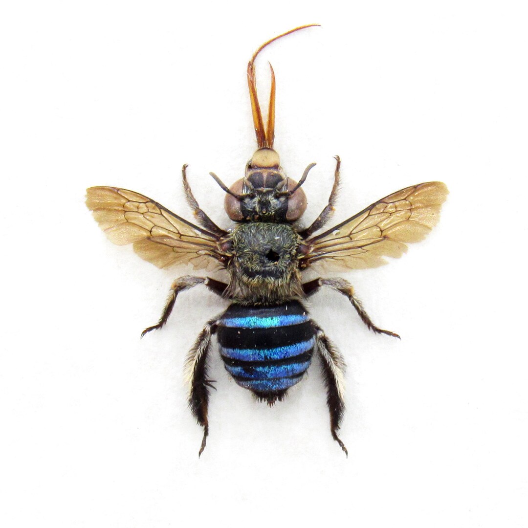 Real Tiny Blue-banded Bee Framed Taxidermy - Amegilla Cingulata - Etsy