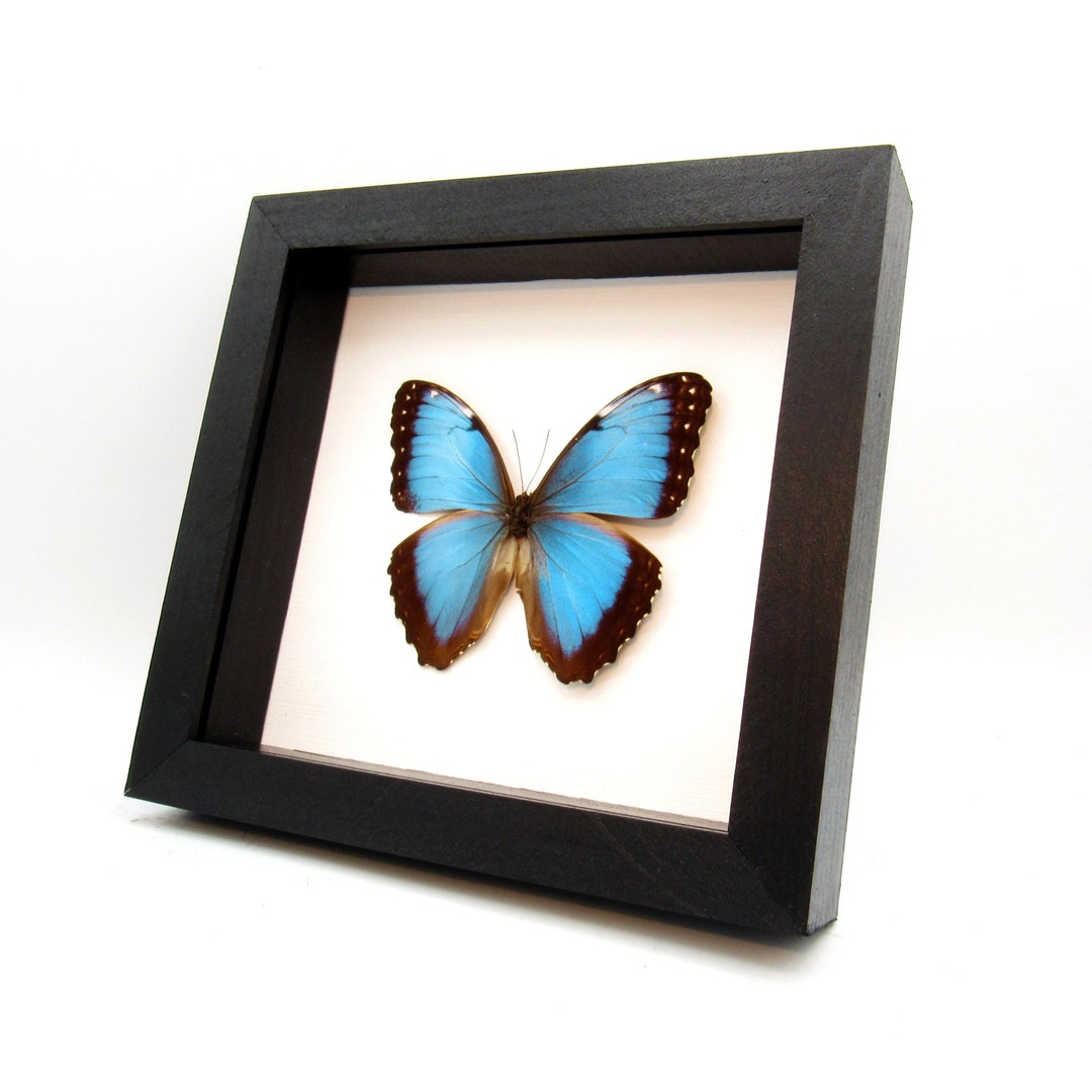 Real Metallic Blue Morpho Butterfly Framed Taxidermy - Morpho Helenor ...