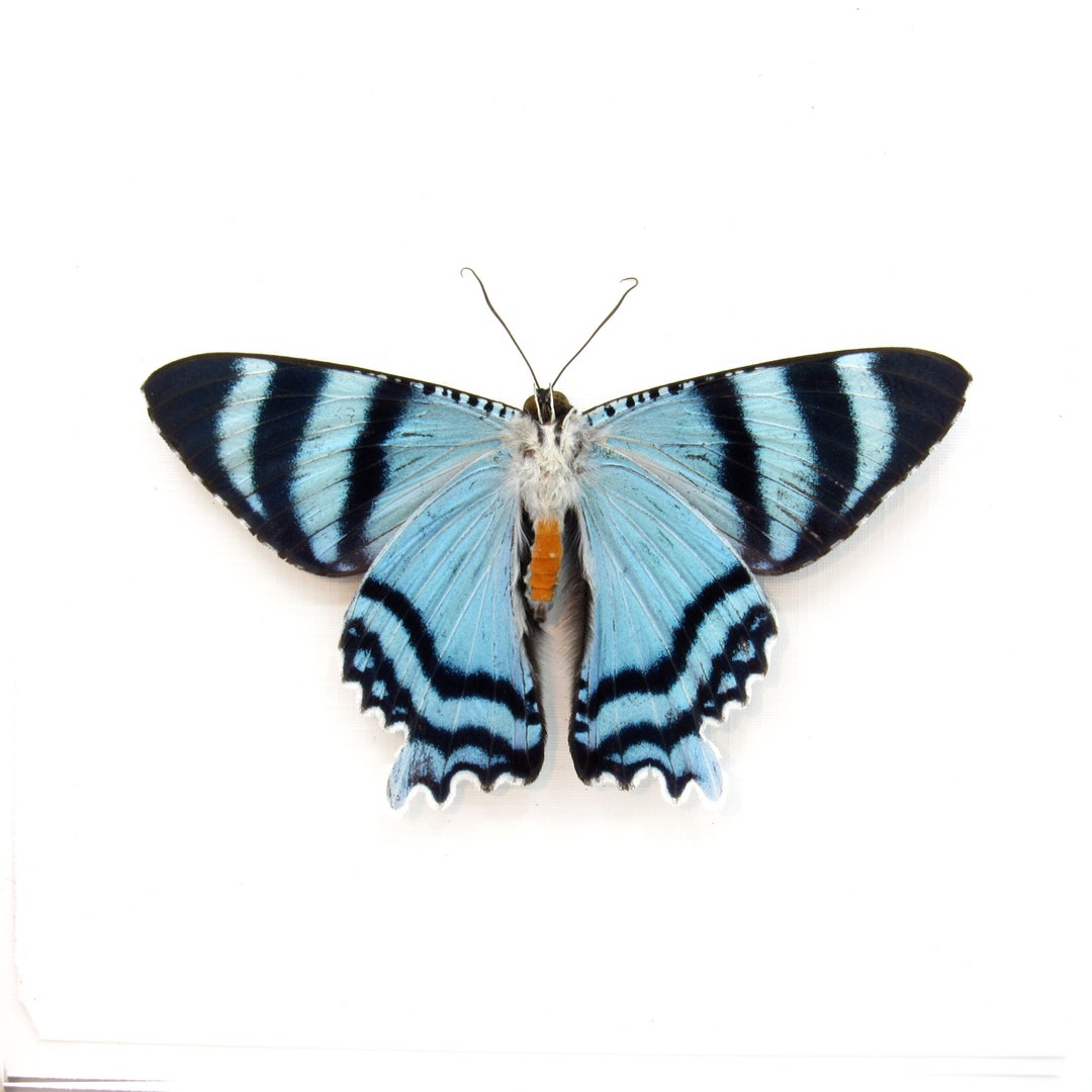 Real Metallic Blue Moth Framed Taxidermy Alcides Agathyrsus Victorian ...