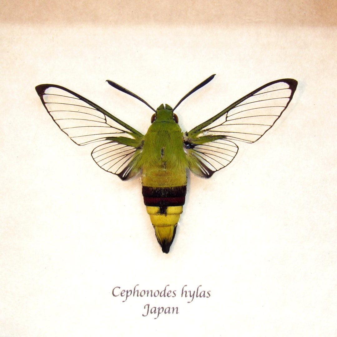Real Coffee Bee Hawk Moth Framed Taxidermy Cephonodes Hylas - Etsy