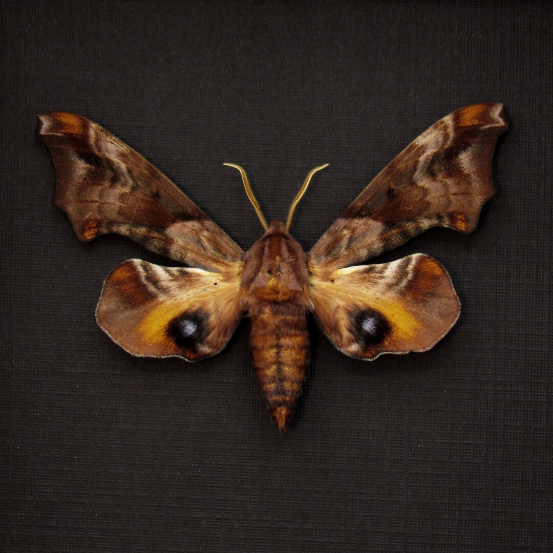 Real Small-eyed Sphinx Moth Framed Taxidermy Paonias Myops - Etsy