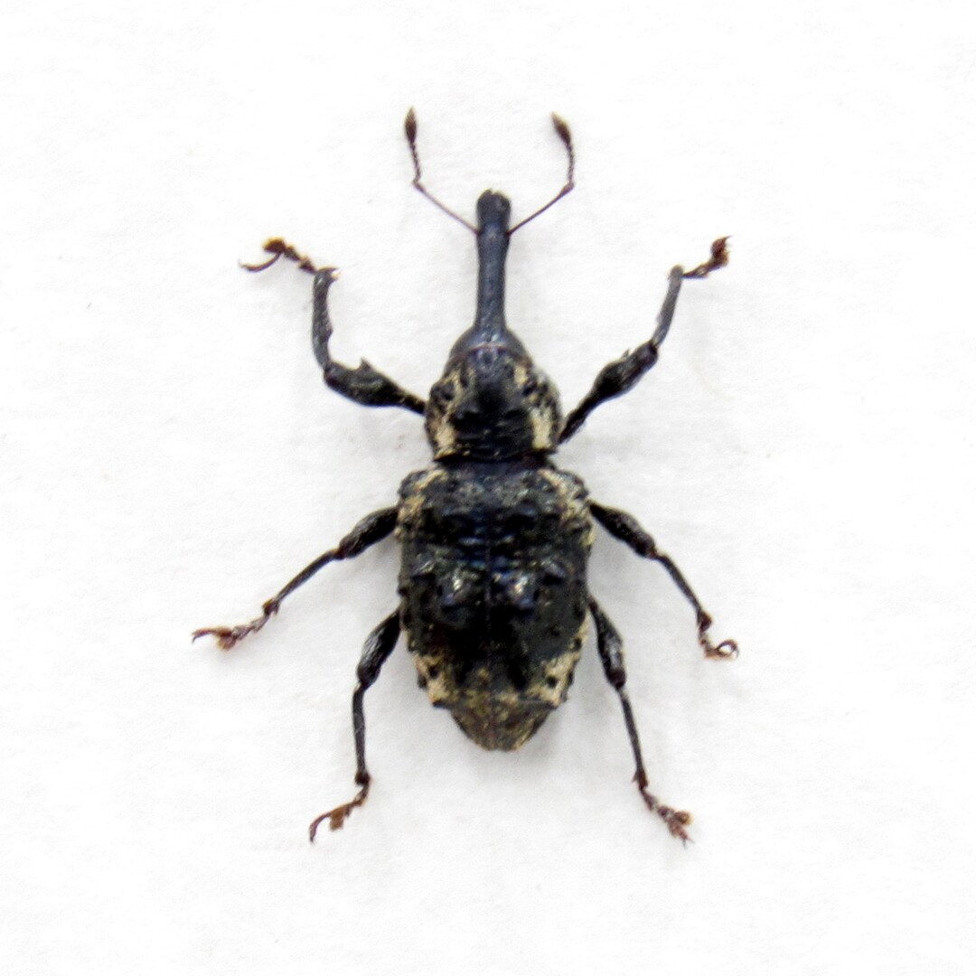 Real Tiny Spiny Weevil Beetle Framed Specimen - Curculionidae Species ...
