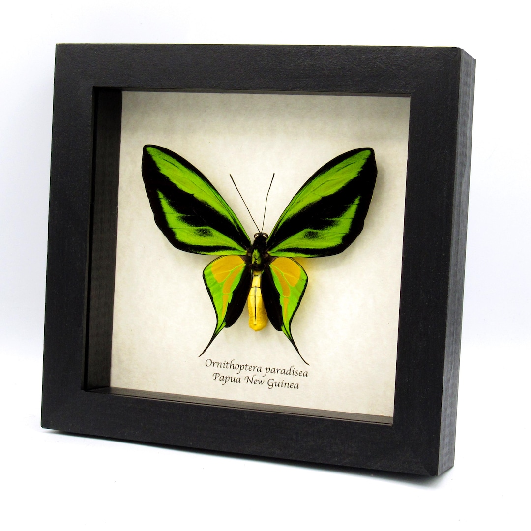 Very Rare Paradise Birdwing Butterfly Specimen - Ornithoptera Paradisea ...