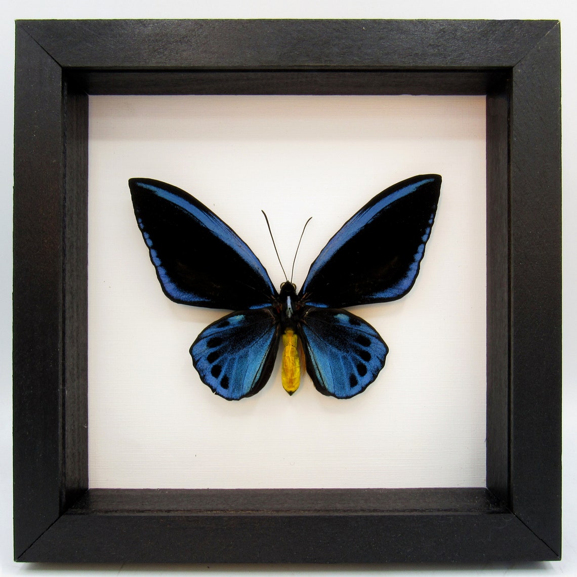 Rare GIANT Blue Birdwing butterfly framed Ornithoptera | Etsy