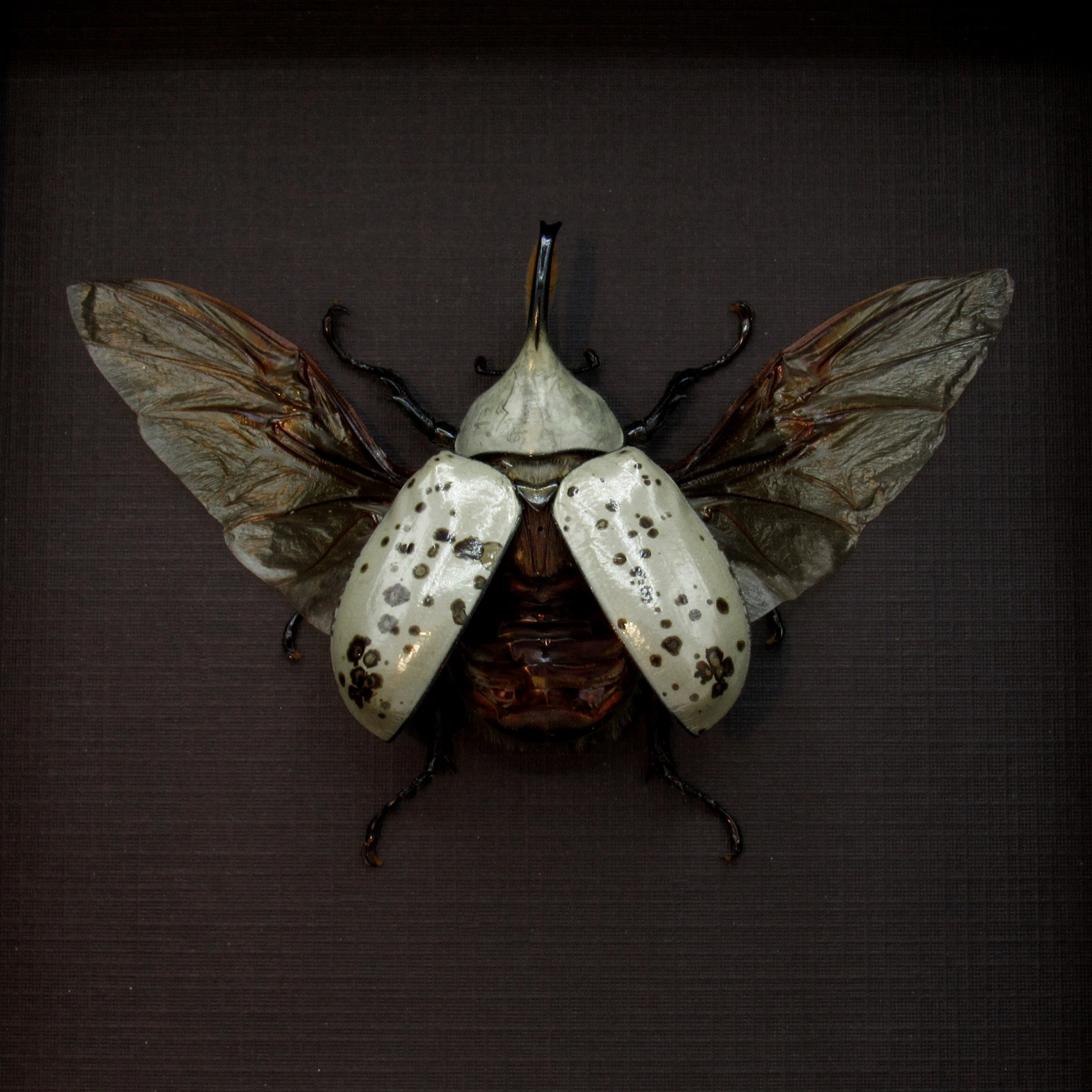 Eastern Hercules Beetle Wings