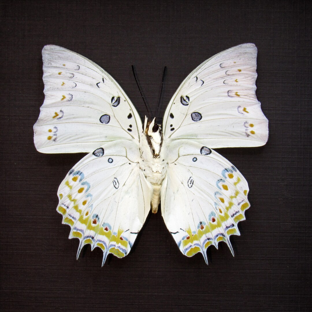 Real Jewel Nawab mariposa enmarcada taxidermia Polyura delphis concha ...
