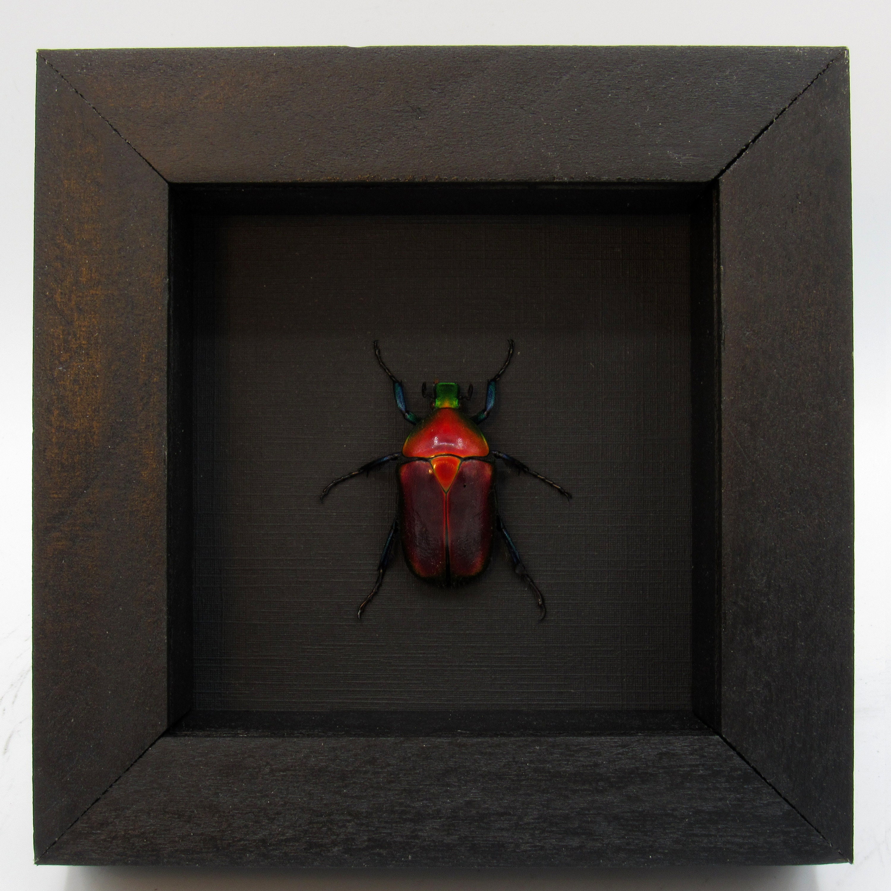 Real Red Metallic Scarab Beetle Framed Taxidermy - Etsy Canada