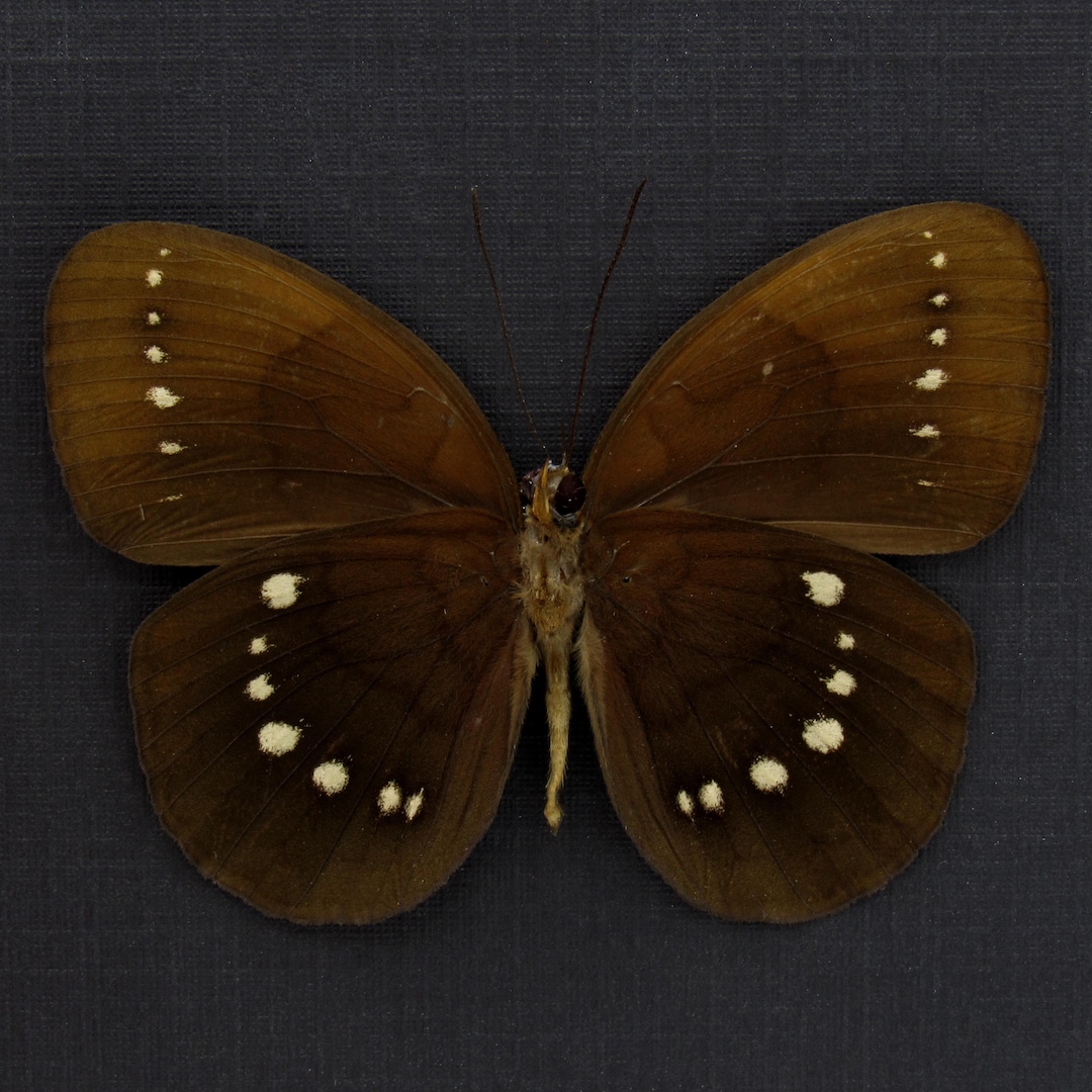 Rare Framed Satyr Butterfly Taxidermy - Satyridae Species - Etsy