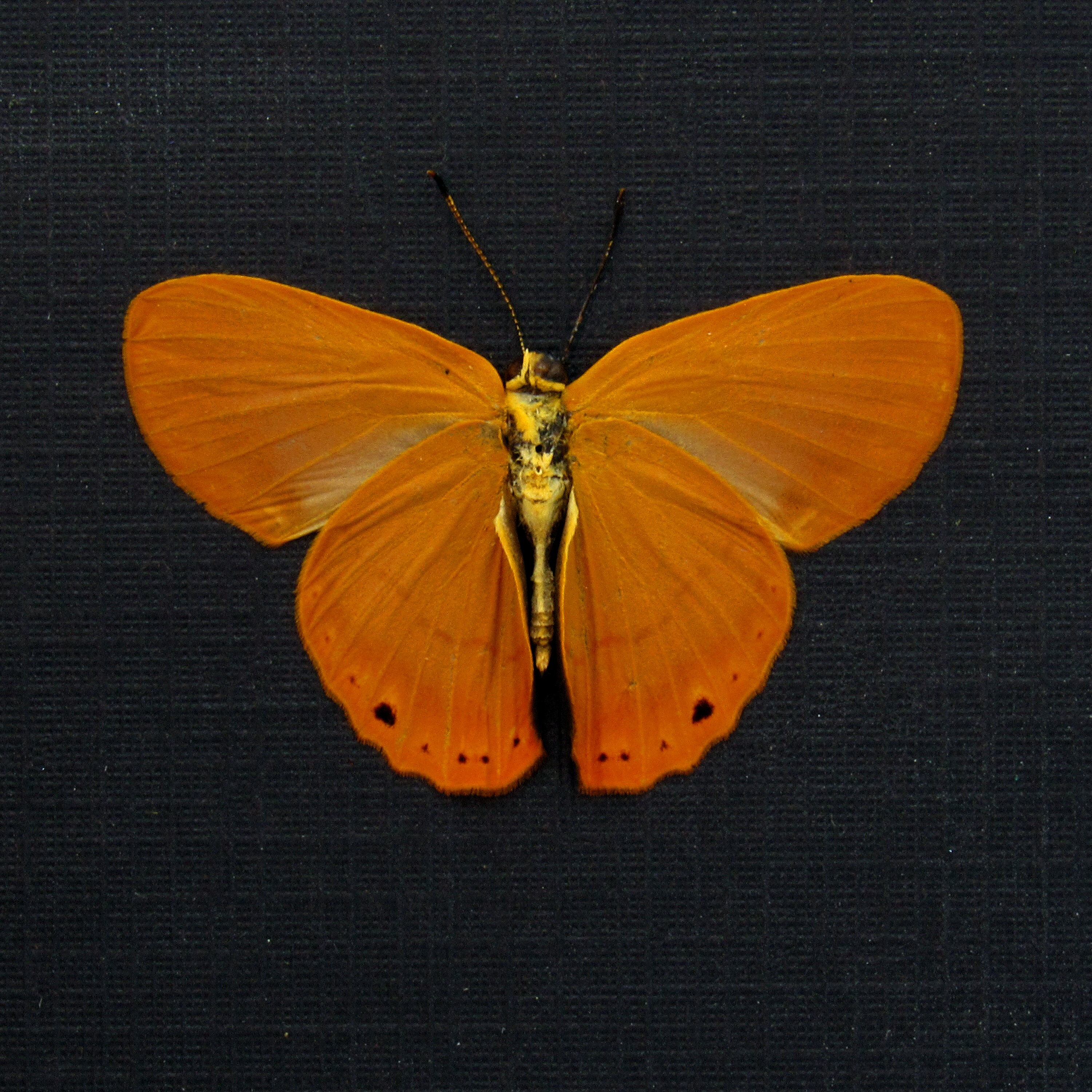 Real Orange Butterfly