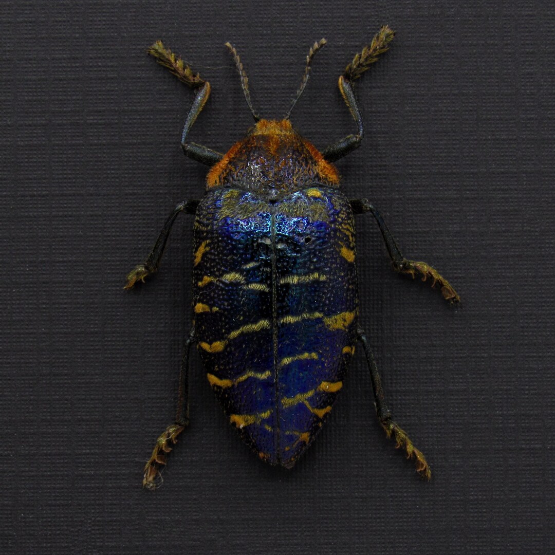 Very Rare Metallic Purple Jewel Beetle Framed Taxidermy - Julodis ...
