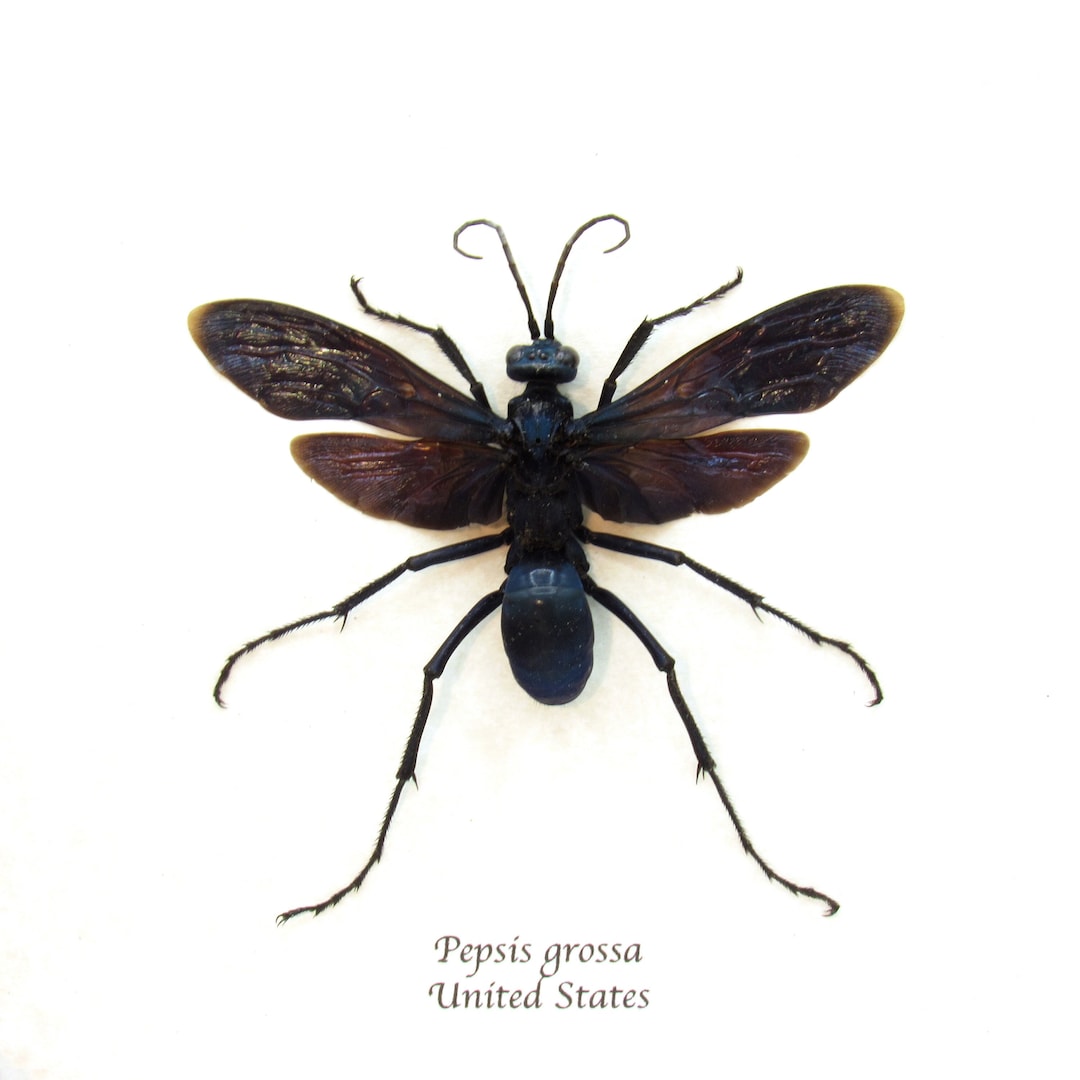Real Large Tarantula Hawk Wasp Framed Taxidermy - Pepsis Grossa ...
