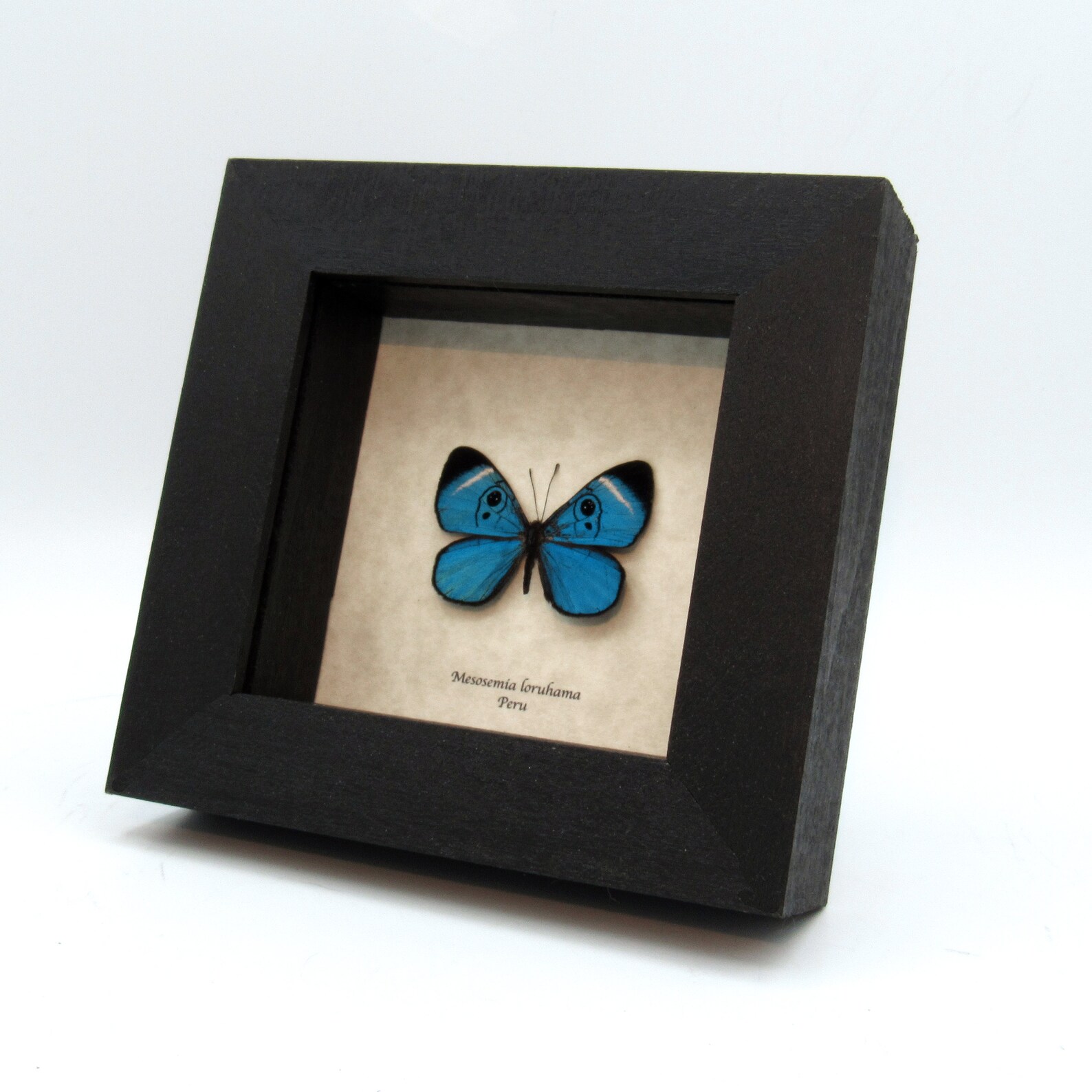 Rare Metallic Blue Metalmark Butterfly Framed Taxidermy - Etsy