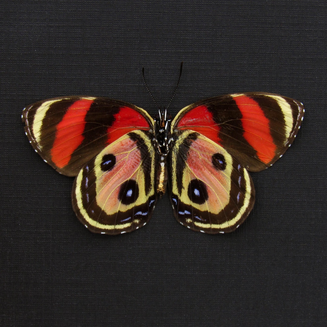 Very Rare Pink Two Eyed Eighty-eight Butterfly Framed Taxidermy ...